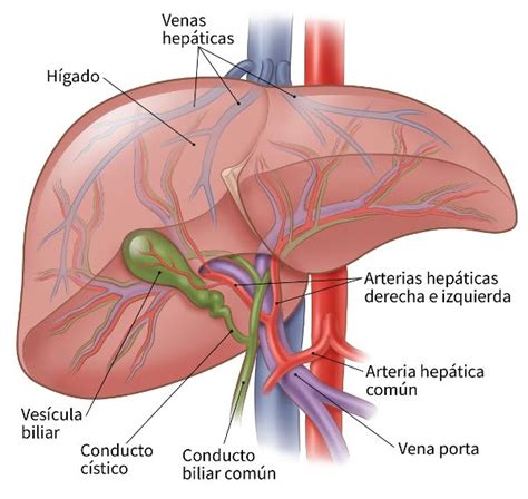 El Hígado Y La Vesícula Biliar — Cuaderno De Cultura Científica