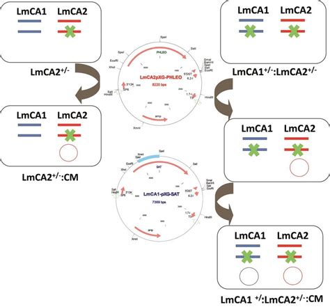 Schematic Diagram Showing The Approach For Generation Of Complement Download Scientific Diagram