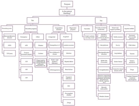 Dokter Post Algoritma Diagnosis Vaskulitis Vs Purpura Untuk Dokter Umum