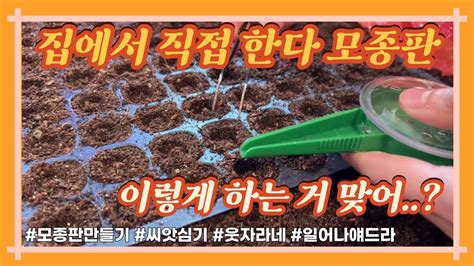 직접 모종 심기 했어요 씨앗 심고 모종판 만들기 근데 웃자라는 건 어쩌지 Youtube