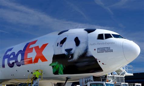 Pengiriman Khusus Panda Raksasa Tiba Di Chengdu Melalui Fedex Panda