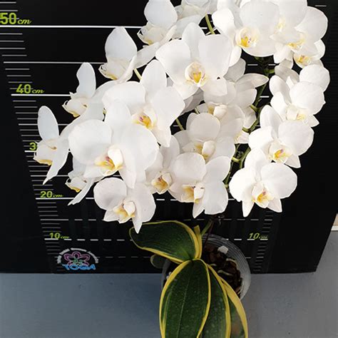 Phal Amabilis Variegata 阿嬤出藝 Orchidmart