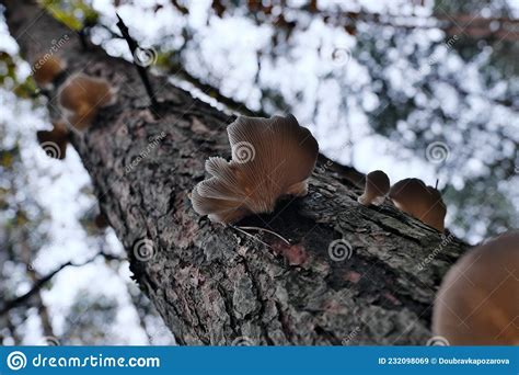 White Wood Decomposing Parasitic Fungi Growing O A Pine Tree Stock