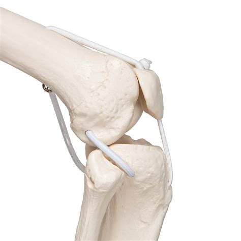 Functional Frank Skeleton Model 1020180 3b Scientific Physiological