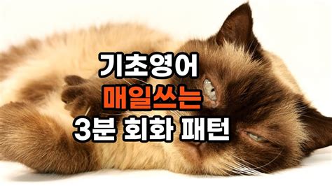 생활영어 일상생활에서 쓰는 영어초보 기초영어 문장 Youtube