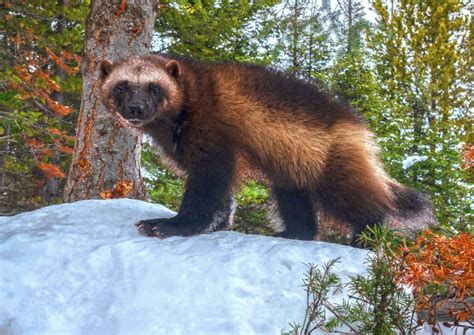 Wolverines Are Poised To Return To Colorados High Country Heres What