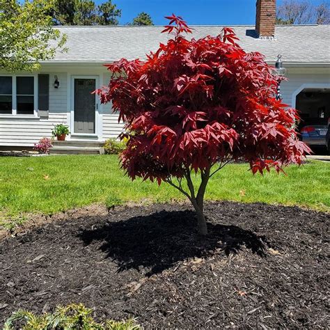 How To Grow Dwarf Japanese Maple Trees A Complete Guide