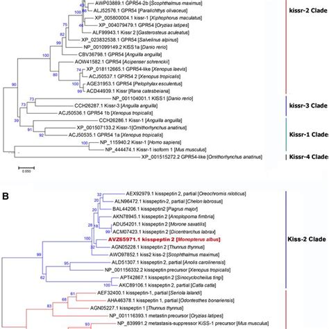 Phylogenetic Analyses Of The Identified Monopterus Albus Kiss2 A And