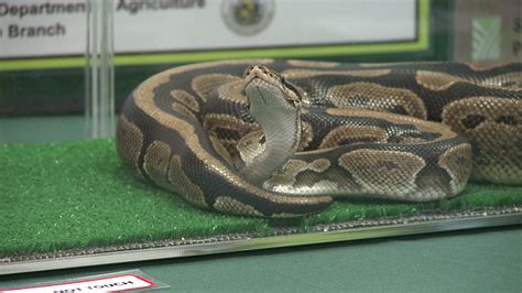 Illegal Python Turned In Under Hawaiis Amnesty Program