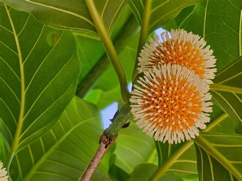 A Gorgeous Nauclea Orientalis Aka Canary Yellow Cheesewood From