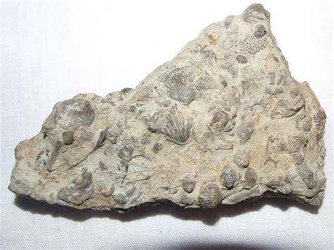 Limestone With Fossils At Andrew Carey Blog