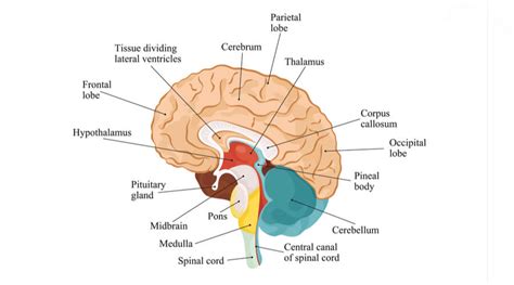 Pons The Definitive Guide