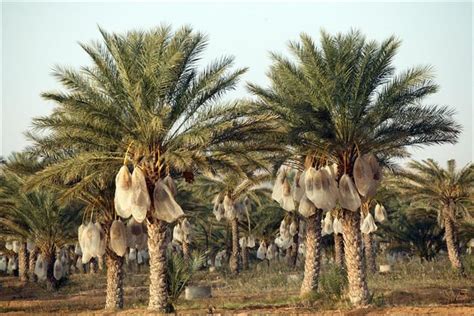 Medjool Dates Palm Tree Phoenix Dactylifera 25 Seeds