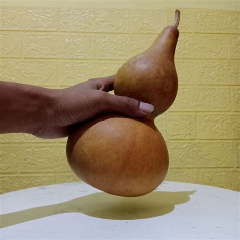 Jual Labu Labu Botol Labu Lagenaria Labu Kering Labu China