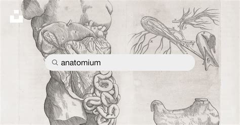 Imagens De Anatomium Baixe Imagens Gratuitas Na Unsplash