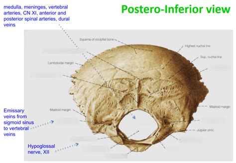 Occipital Bone Postero Inferior View Flashcard Quizlet