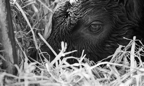 Discourse Community Analysis William Birds Communications Blog