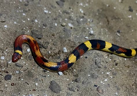 Scarlet Kingsnake W Aberrant Coloring And Pattern Kingsnakes