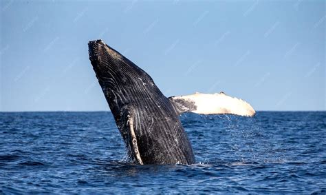 Ballena Jorobada Saltando Megaptera Novaeangliae México Mar De Cortés