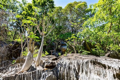 Go On A Hike Up The Small Tsingy Of Bemaraha Timbuktu Travel