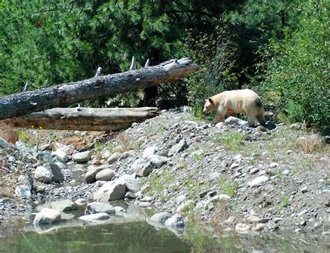 History And Stuff Clover The Kermode Spirit Bear At The Kamloops Wildlife Park