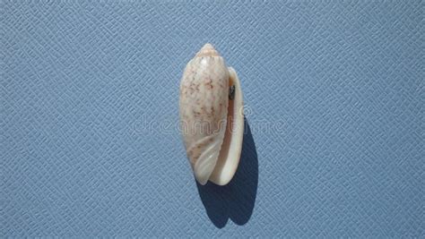 Seashell Of Sea Snail Lettered Olive Oliva Sayana On A Blue