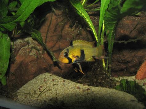 Breeding Apistogrammas And Other Dwarf Cichlids