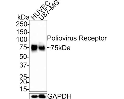 Cd155 Recombinant Monoclonal Antibody Je45 53 Ma5 50832