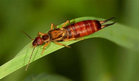 10 Common Florida Bugs And How To Get Rid Of Them