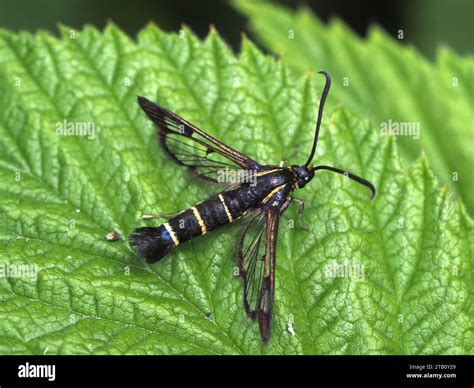 Clearwing Currant Moth Synanthedon Tipuliformis Resting On A Bright Green Raspberry Plant Leaf