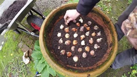 Tulip Bulbs In Containers