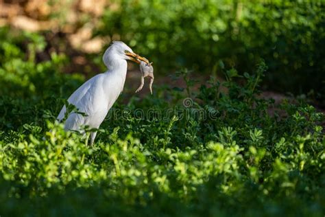 Cattle Egret Bubulcus Ibis Morocco Stock Image Image Of Outdoor Feathered 264114331