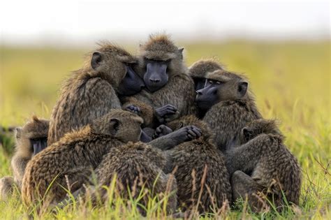 Um Grupo De Babus Apertadamente Agrupados Na Grama Exibindo Seu Comportamento Social E Unidade