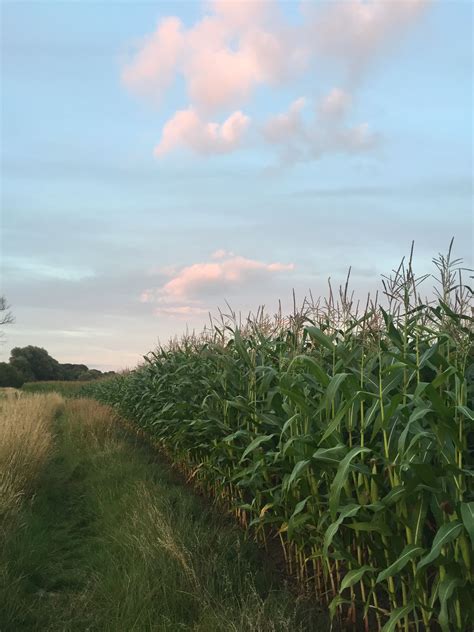 Fields Of Corn Landscape Photography