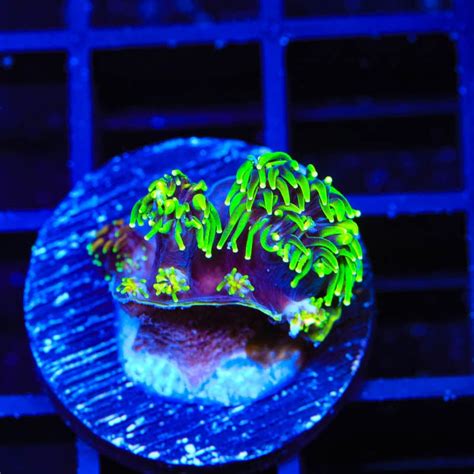 Super Sonic Galaxea Coral Top Shelf Aquatics