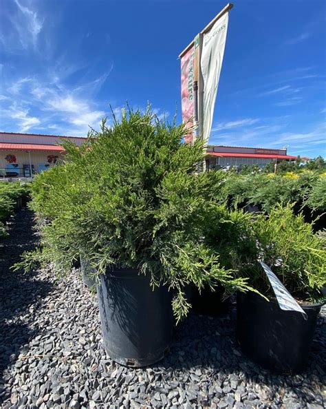 Mint Julep Juniper Blue Grass Nursery And Garden Centre Calgary Edmonton And Red Deer