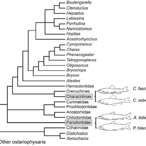Cladogram Of Phylogenetic Relationships Among Selected Characiform
