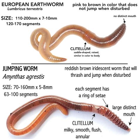 Dont Bug Out Invasive Jumping Worms 101 Brunswick Topsham Land Trust