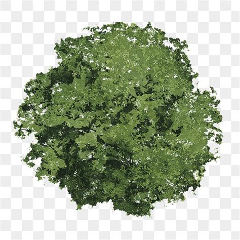 Tree Png Top View Spring Premium Png Rawpixel Trees Top View