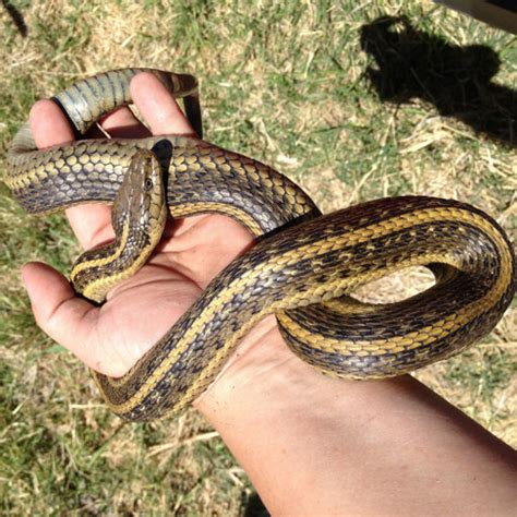 Laura Cockrell Researcher Master Of Science In Biological Sciences