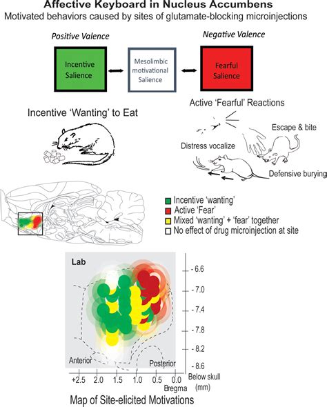 Frontiers Evolving Concepts Of Emotion And Motivation