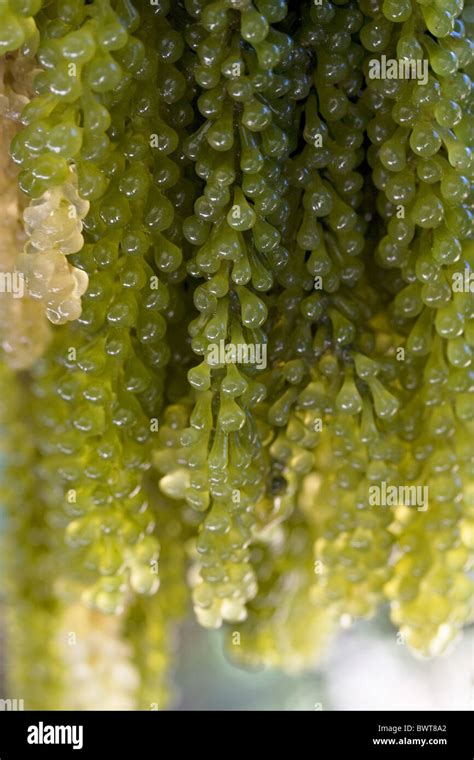 Asia Asian Southeast Asia Close Closeup Close Up Green Seaweed Seaweed