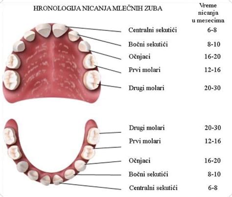 Mlečni Zubi Stomatološka Ordinacija Queen