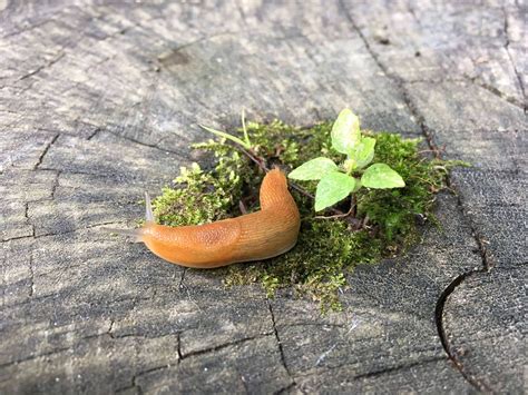 5028 Best Slug Sex Images On Pholder Curated Tumblr Nature Is Fucking Lit And Destinycirclejerk