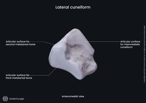 Lateral Cuneiform Anteromedial View Anatomyapp
