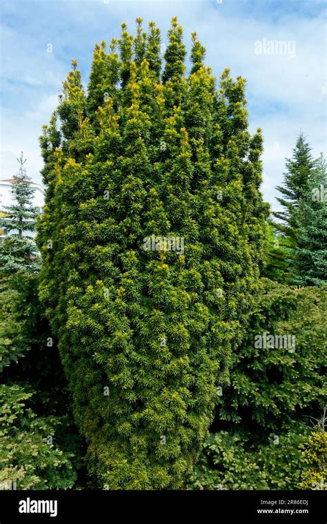 Columnar Conifer Tree Immagini E Fotografie Stock Ad Alta Risoluzione