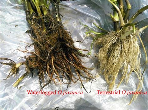 Photograph Of Washed Waterlogged And Terrestrial O Javanica Roots From
