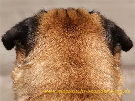 Mops Ohren Mopszucht Vom Weiberhof Mopszucht Vom Weiberhof