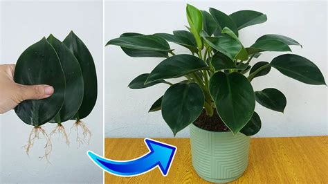 Propagating Pothos Green Simple And Effective Methods With Updates