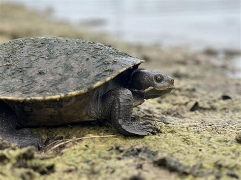 Turtle Shell Shock As Chemicals Pose Population Risk